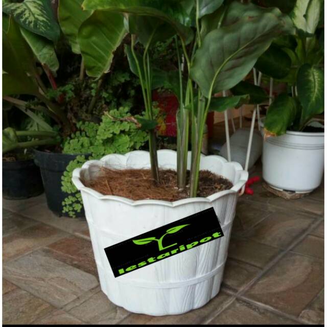 Jual Pot bunga dan tanaman Motif kayu warna Putih 30 | Shopee Indonesia