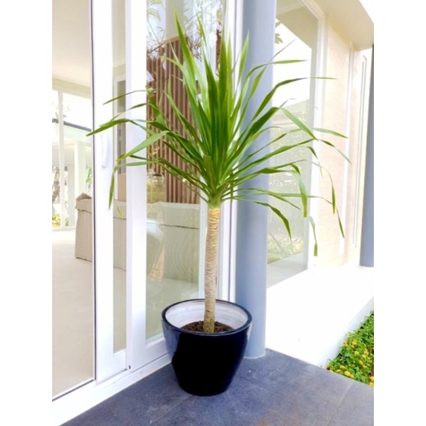 Jual Tanaman Pandan Bali Size Dewasa Tinggi Batang Besar | Shopee Indonesia