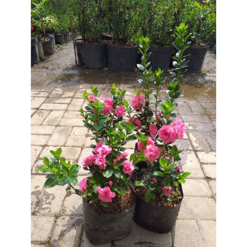 Jual tanaman hias azalea - tanaman bunga tumpuk azalea pink dan merah ...
