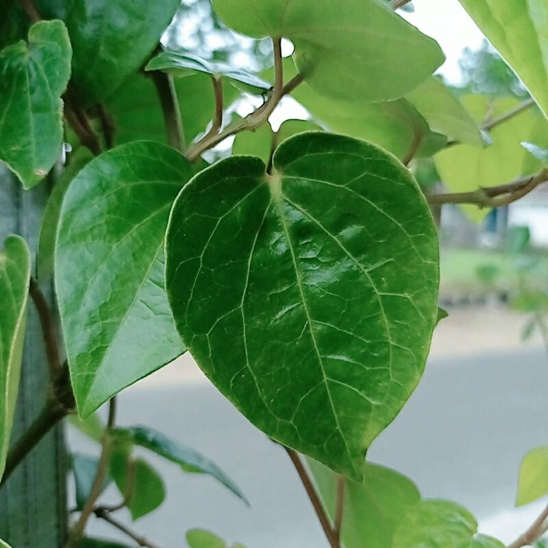 Jual Daun sirih temu rose/ketemu ruas | Shopee Indonesia