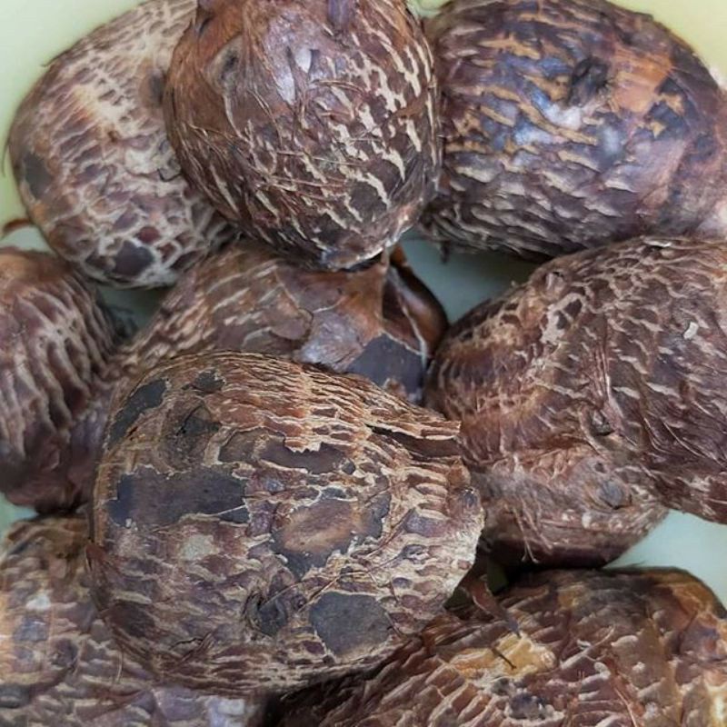 Jual ubi mbothe/talas desa 1kg | Shopee Indonesia