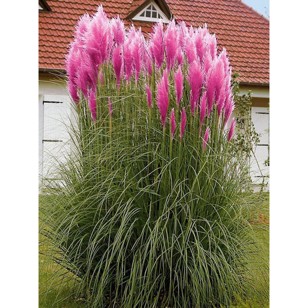 Jual Biji Pink Pampas Grass Seed Ornamental Grass Rumput Unik - Bibit ...
