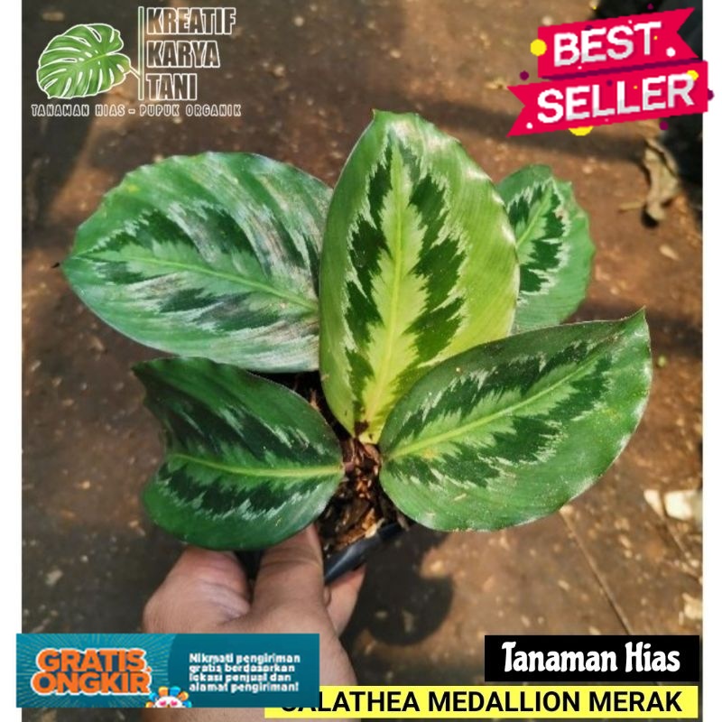 Jual Calathea medalion - Calathea medallion ( Bisa COD ) | Shopee Indonesia Jual Calathea medalion - Calathea medallion ( Bisa COD ) | Shopee Indonesia