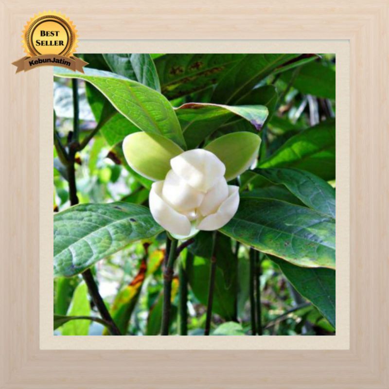 Jual Tanaman cempaka telur putih | Shopee Indonesia