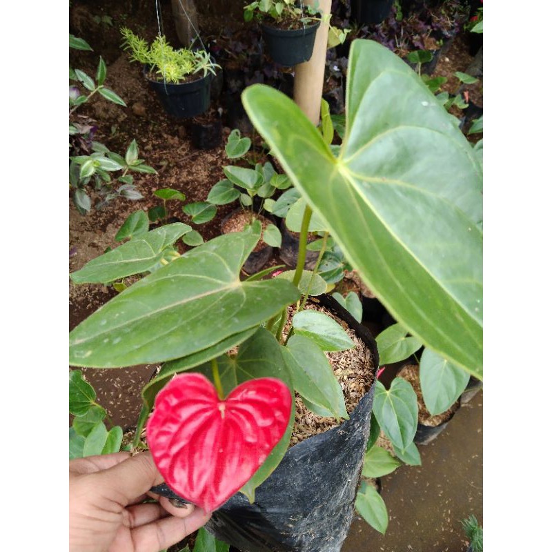 Jual anturium bangau | Shopee Indonesia