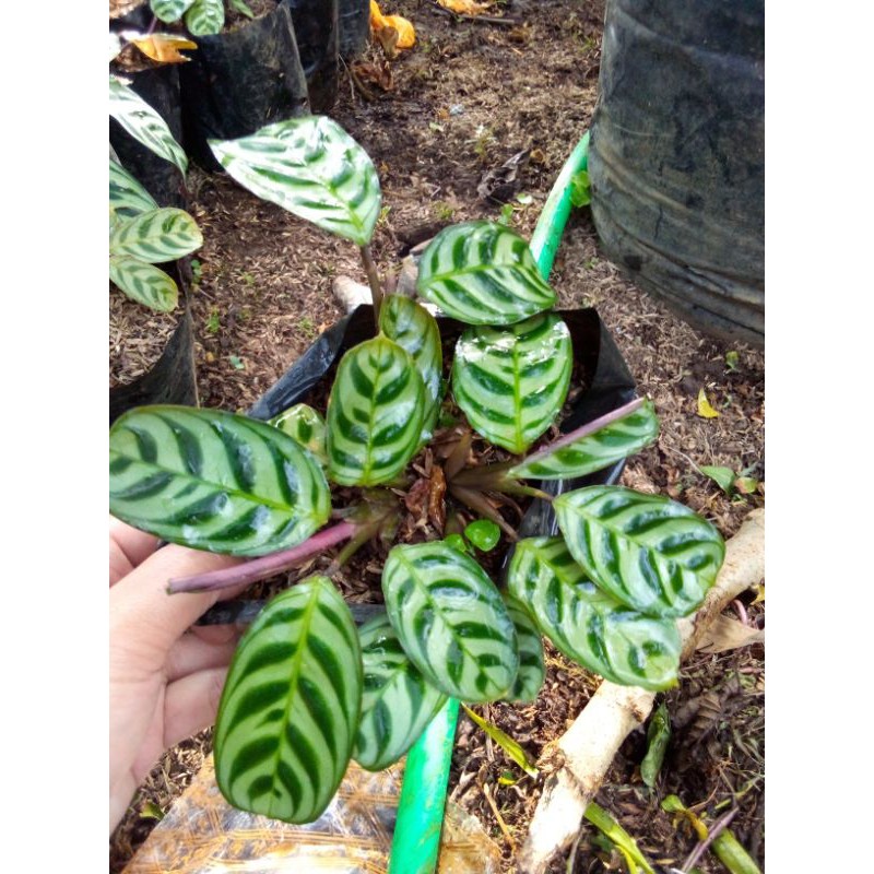 Jual tanaman hias chlatea burle maxxi/ stromata /maranta sepat | Shopee ...