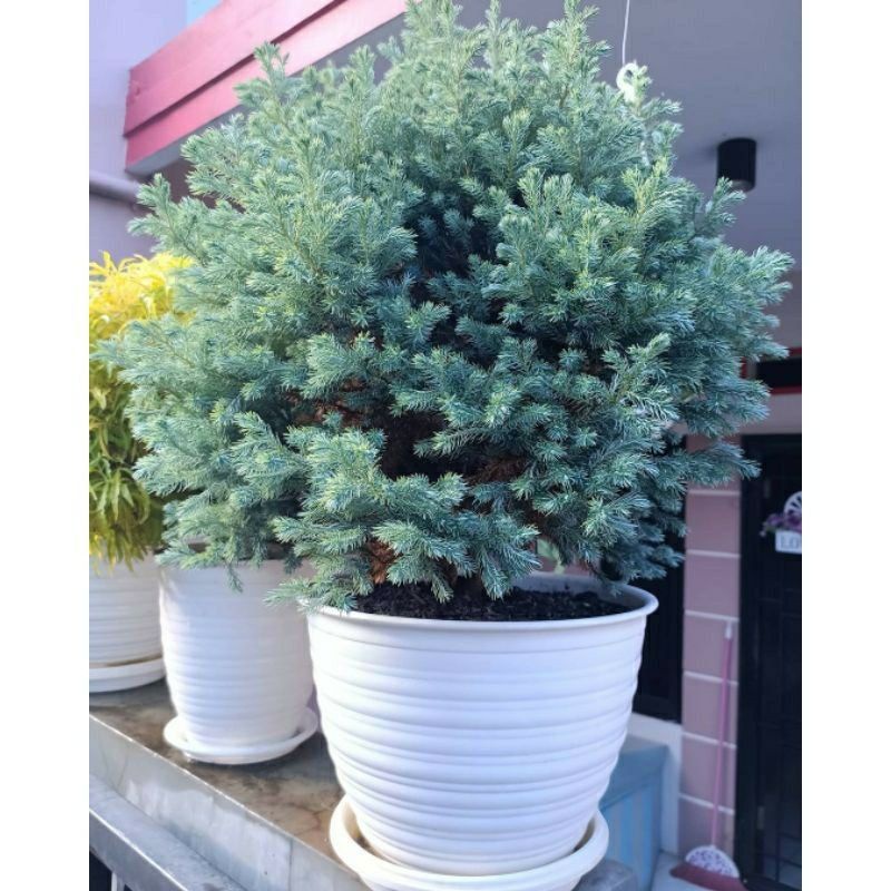 Jual Tanaman cemara embun big rimbun tinggi -+45cm | Shopee Indonesia