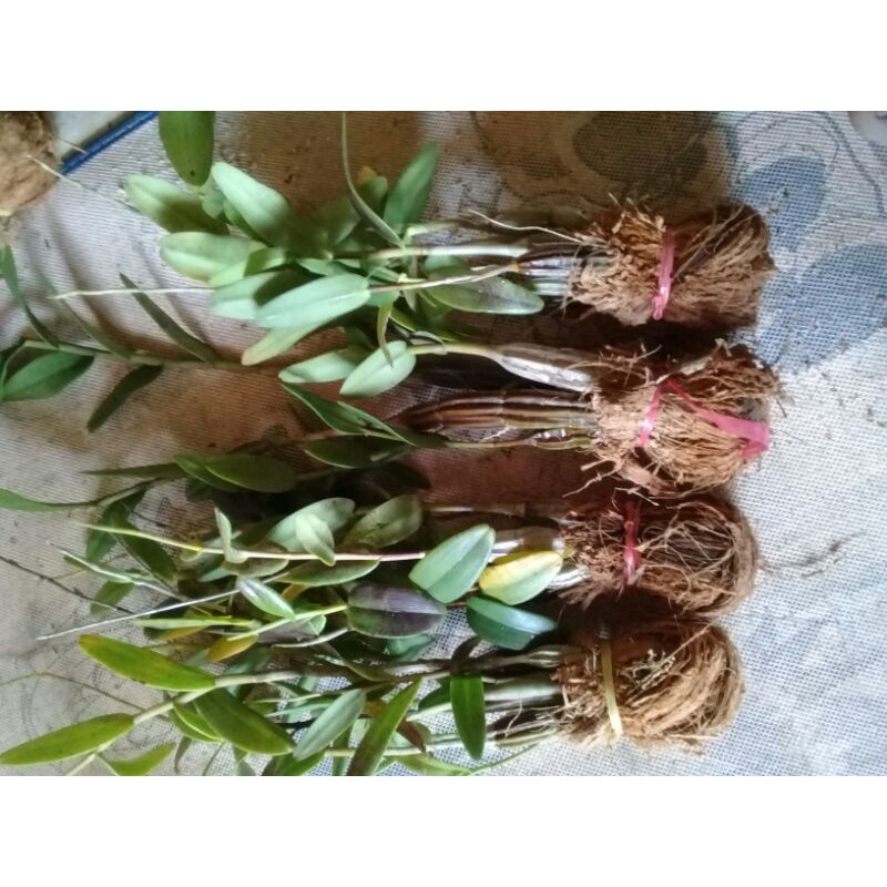 Jual Bibit benih tanaman anggrek merpati | Shopee Indonesia