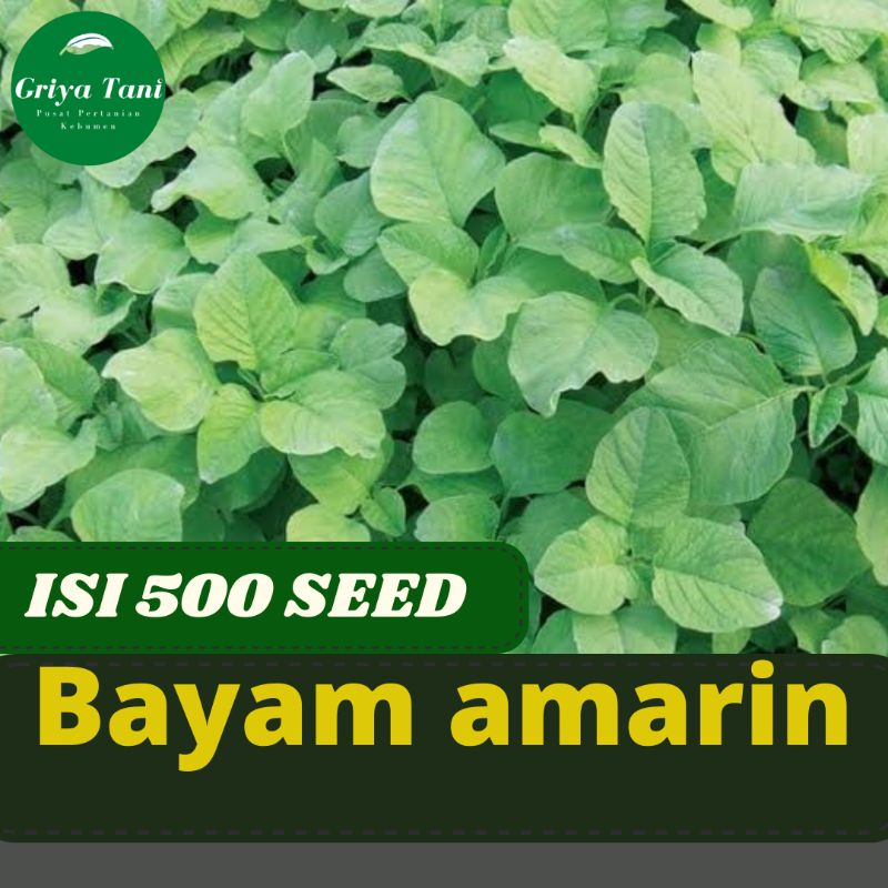 Jual Benih -Bibit Bayam Amarin 500 Seed Benih - Tanaman Bayam Hidroponik Amarin Unggul | Shopee ...