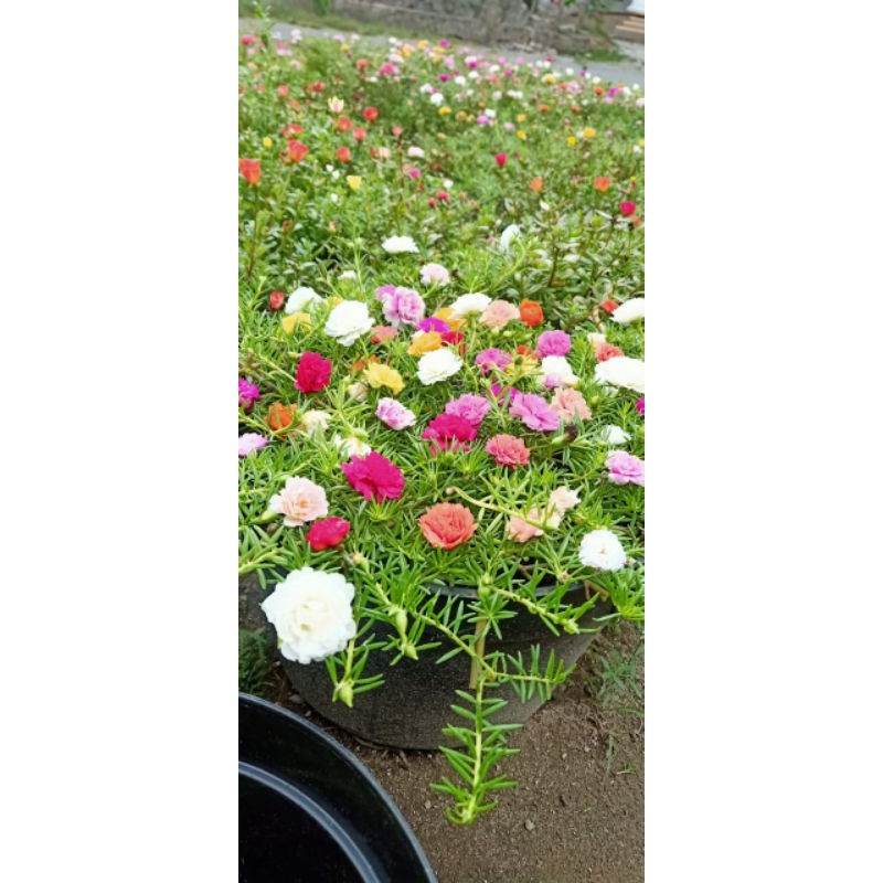 Jual KROKOT 100stek mix / mossrose / bunga pukul 9 /portulaca | Shopee ...