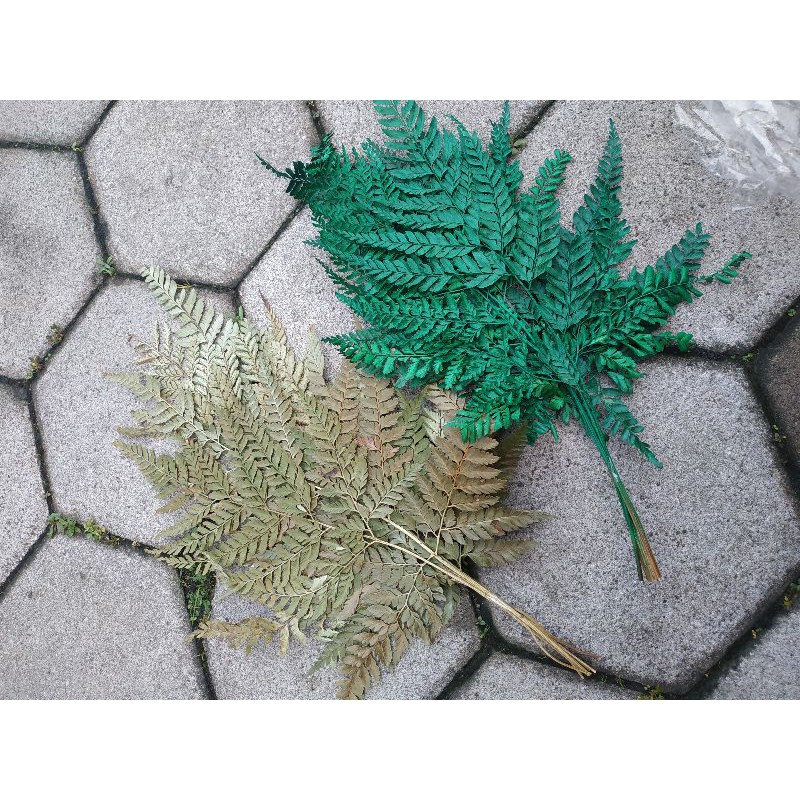 Jual DAUN PAKIS 5-7 batang / DAUN PAKU / Dekorasi Rustic Dried Flower ...
