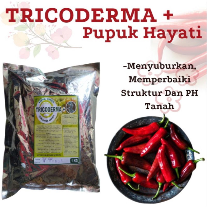 Jual Fungisida Hayati Tricoderma Untuk Cabe, Pupuk Trichoderma Pencegah Layu Fusarium | Shopee ...