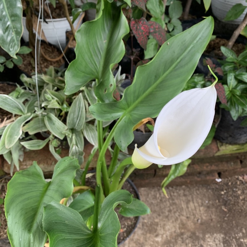 Jual TANAMAN calla lily/kalla lily putih | Shopee Indonesia