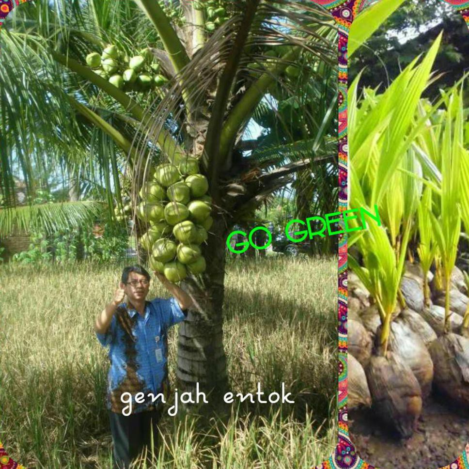 Jual Bibit Tanaman Bibit Buah Kelapa Genjah Entok Super Unggul Any4R ...