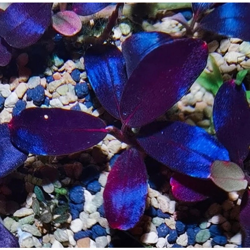 Jual bucep phalandraa blue anggel 10rizom | Shopee Indonesia