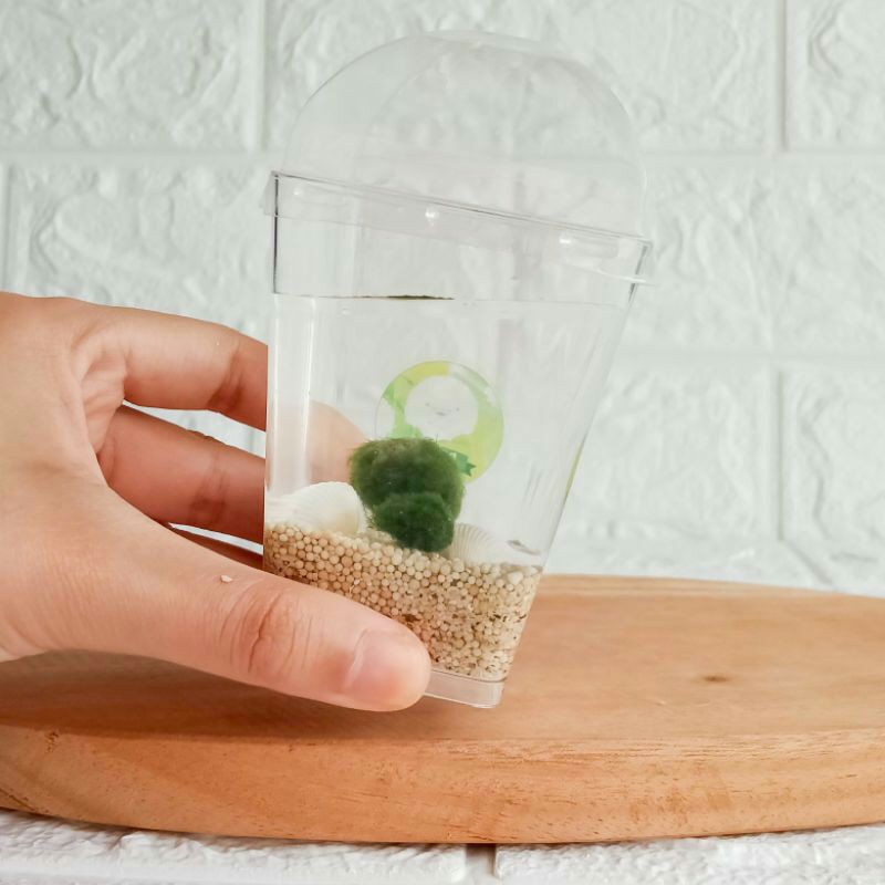 Jual Marimo Moss Ball in Kotak 150ml