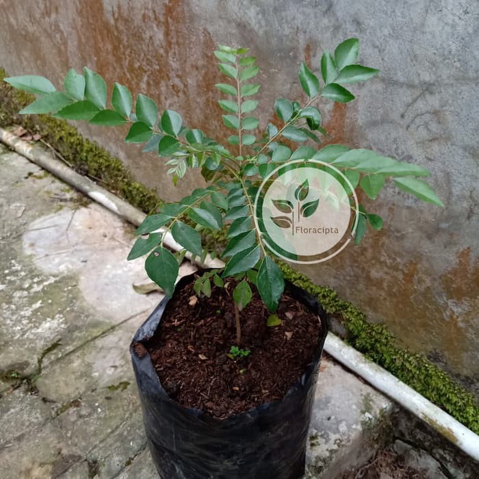 Jual Bibit Tanaman Kari Pohon Salam Koja Tanaman Daun Kari Tanaman ...