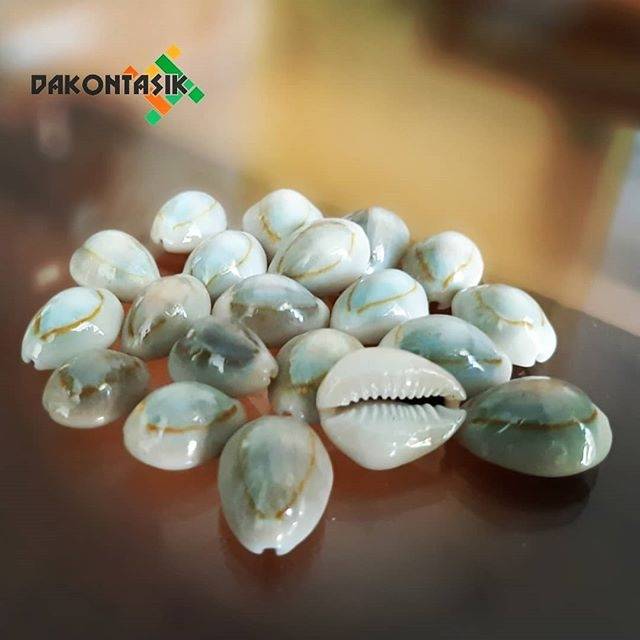 Jual Biji kuwuk kerang asli mainan bekel ukuran kecil 1,5cm sampai 2cm ...