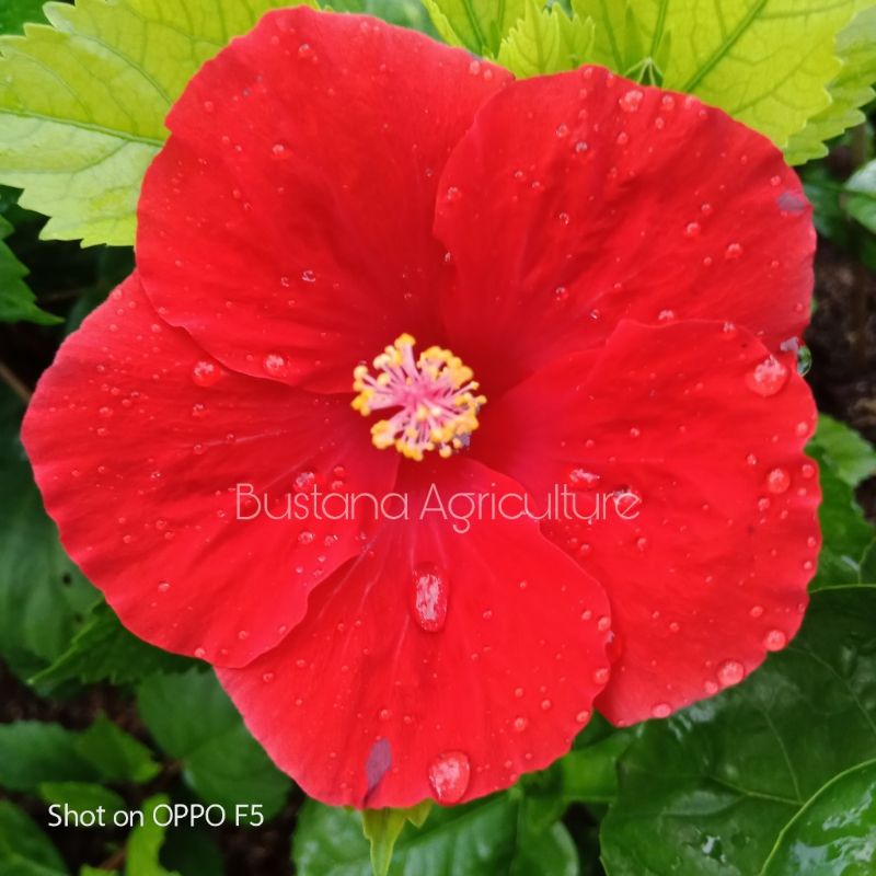 Jual bibit tanaman hias kembang bunga sepatu bangkok hybrid merah ruby ...