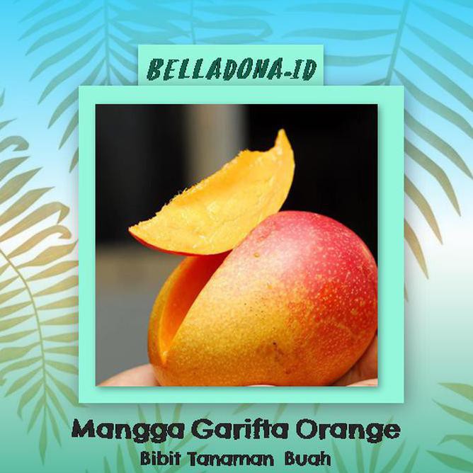 Jual *_@ BIBIT TANAMAN BUAH MANGGA GARIFTA ORANGE 60CM BSSG | Shopee ...