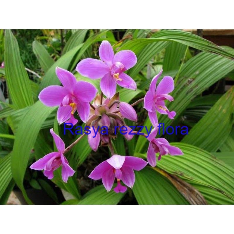 Jual PROMO Tanaman Hias anggrek tanah bunga ungu murah | Shopee Indonesia