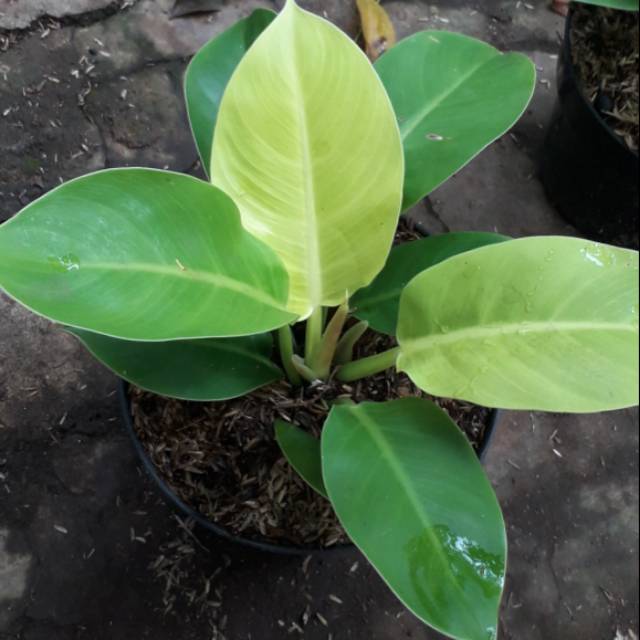 Jual Tanaman Hias Indoor Phillodendron Lemon - Pohon Phillodendron ...