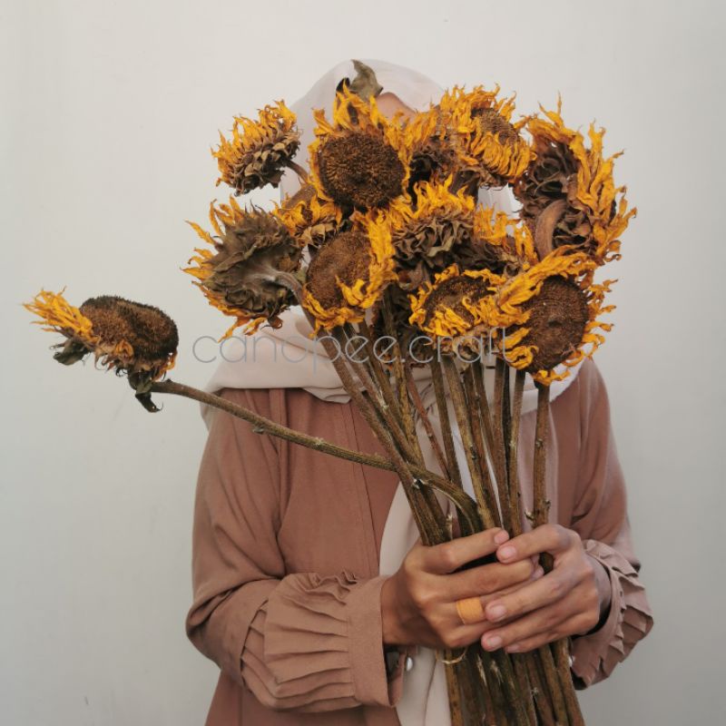Jual 1 TANGKAI BUNGA MATAHARI KERING DRIED SUNFLOWER DECOR KAMAR ...