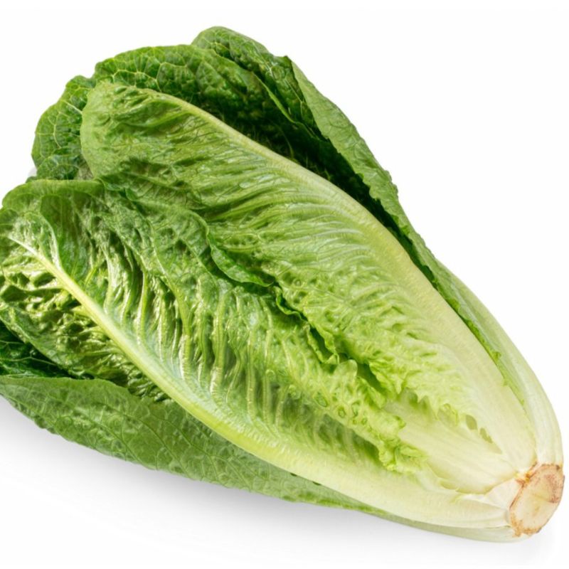 Jual Romaine Lettuce 500gr, Sayuran Sehat, Selada Cos | Shopee Indonesia