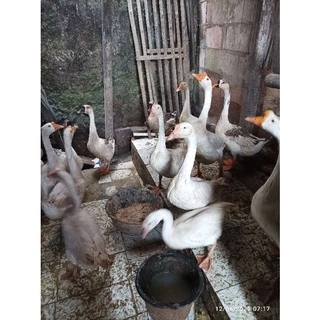 Jual daging angsa Harga Terbaik & Termurah Juli 2025 | Shopee Indonesia