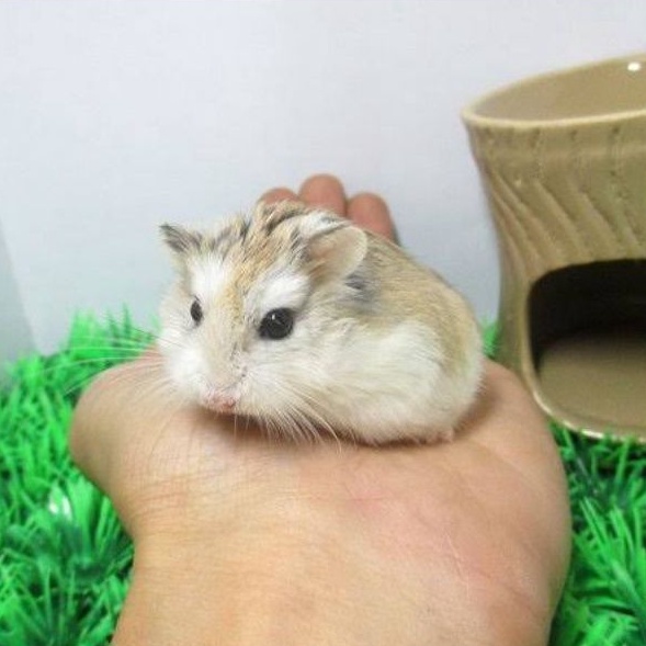 Jual Hamster Mini Roborovski Jinak Imut Lucu MURAH | Shopee Indonesia