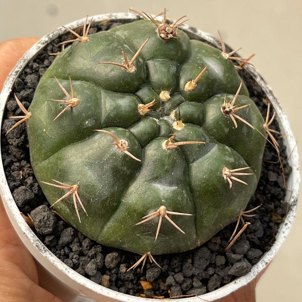 Jual Kaktus Sukulen Damsi Ungu Cantik Tanaman Hias Murah Lucu | Shopee ...