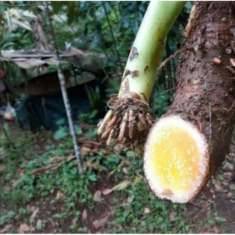 Jual BIBIT TALAS BENENG JUMBO ISI 10pohon | Shopee Indonesia