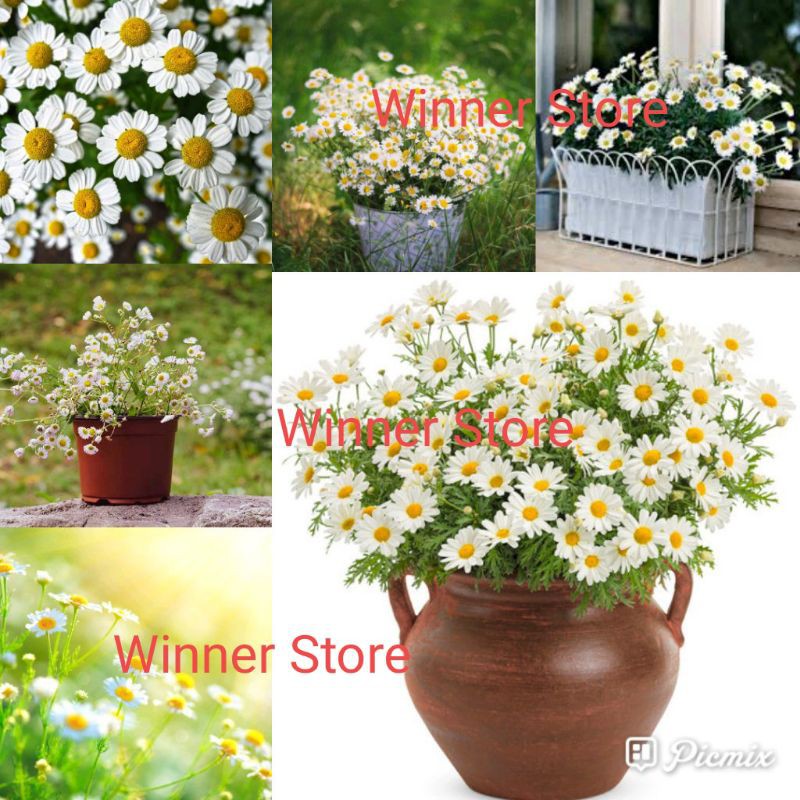 Jual Bibit Benih Bunga Chamomile (50 Butir) | Shopee Indonesia