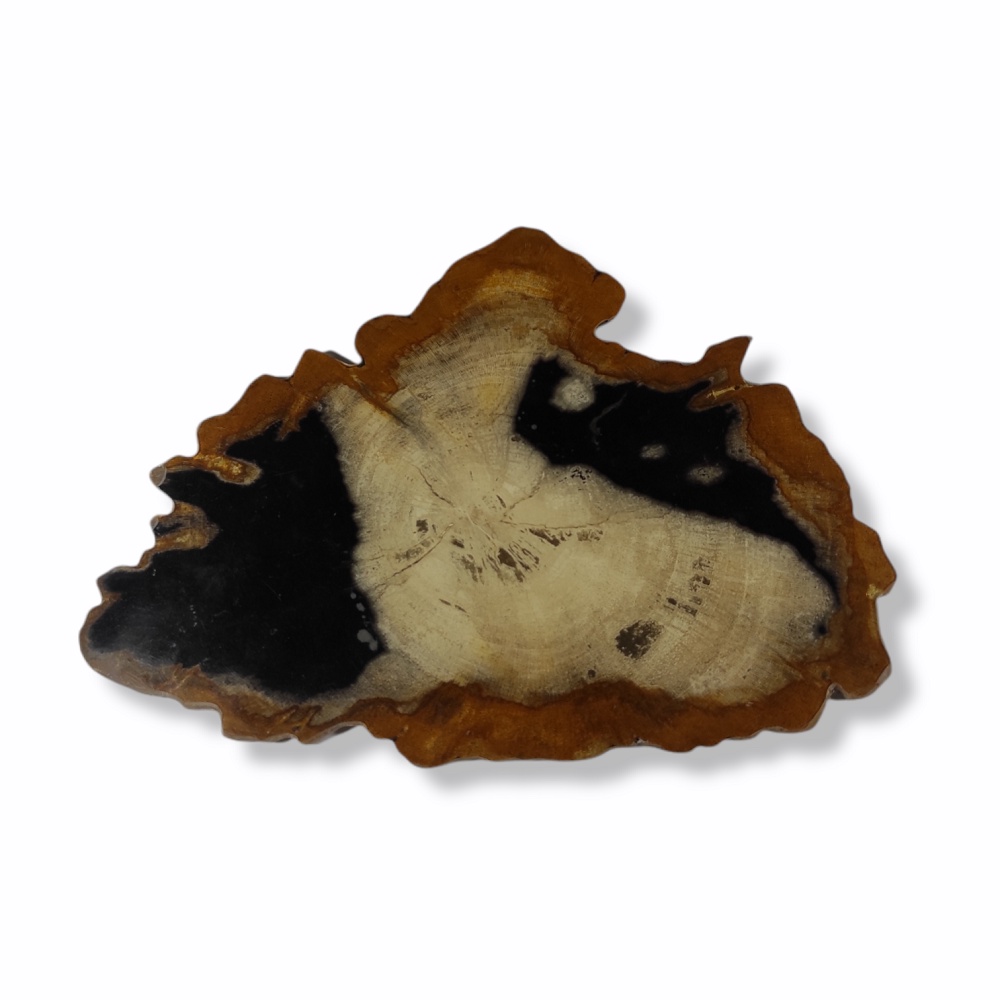 Jual Slice Natural Petrified Wood - Fosil Kayu Slice 146GR | Shopee ...