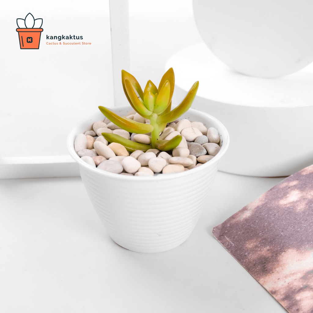Jual Kaktus SEDUM ADOLPHI kaktus sukulen tanaman hias mini murah bisa ...