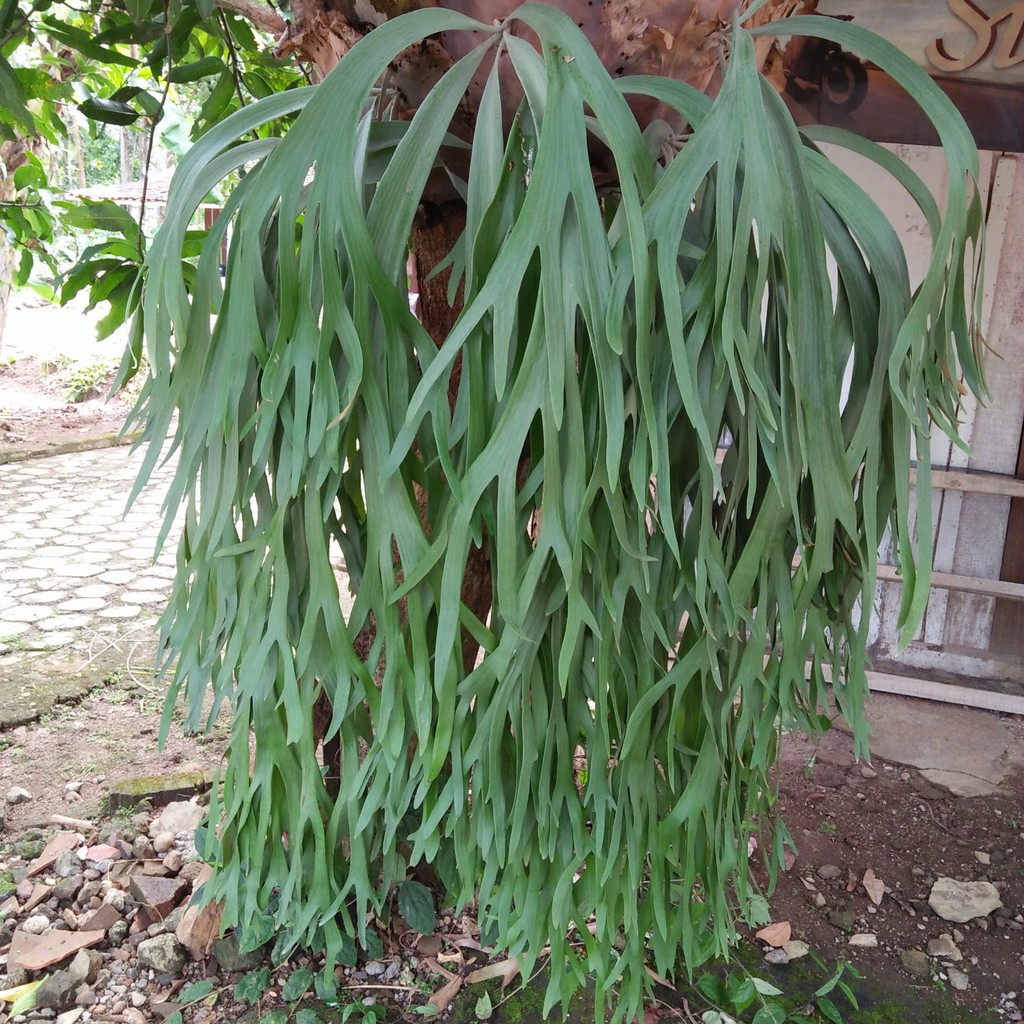 Jual Simbar Menjangan / Tanduk rusa / paku tanaman / tanaman hias ...