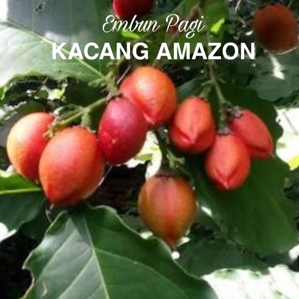 Jual TERBAIK Bibit Buah Kacang Amazon Dijamin Manis Buahnya VIRALL ...