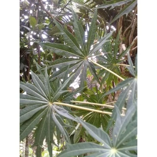 Jual daun yodium Harga Terbaik & Termurah Januari 2025 | Shopee Indonesia