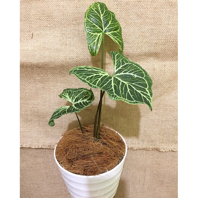 Jual SYNGONIUM BATIK include pot putih tanaman hias murah | Shopee ...