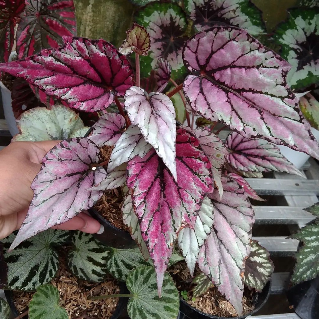 Jual Tanaman begonia rex hugh mclaughlin / pink silver | Shopee Indonesia