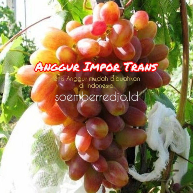 Jual Anggur Transfiguration - Anggur Trans -Transfigurasi - Anggur ...