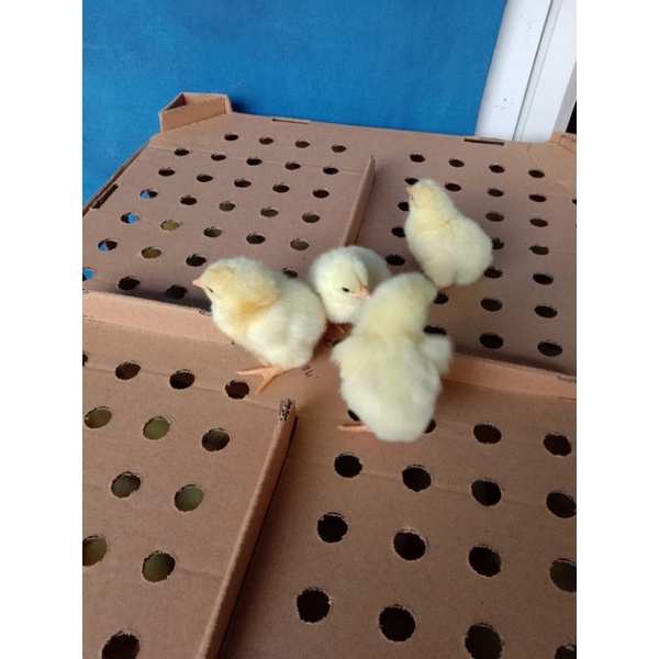 Jual DOC BROILER / BIBIT AYAM PEDAGING | Shopee Indonesia