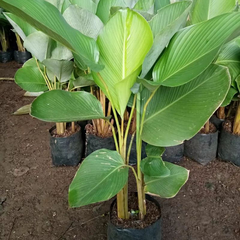 Jual TANAMAN HIAS CALATHEA DAUN PISANG / CALATHEA LUTEA | Shopee Indonesia