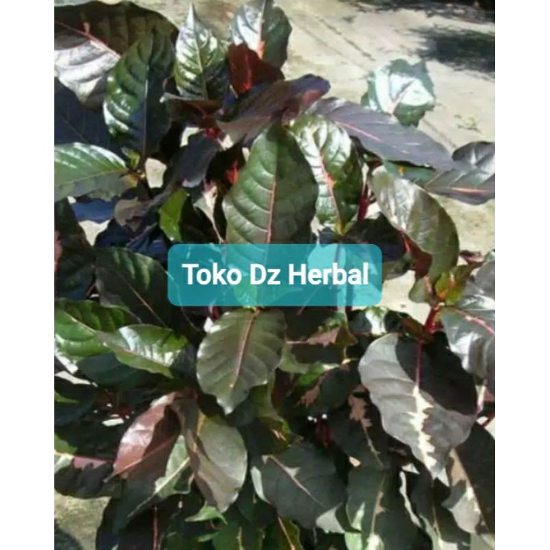 Jual Daun ungu atau daun handeuleum segar 30 lembar-az | Shopee Indonesia