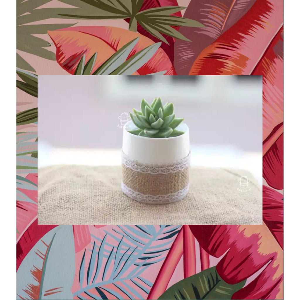 Jual Pot + Tanaman Putih renda vas minimalis kaktus sukulen clay ...