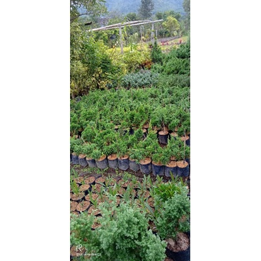 Jual bibit tanaman hias cemara papua | Shopee Indonesia