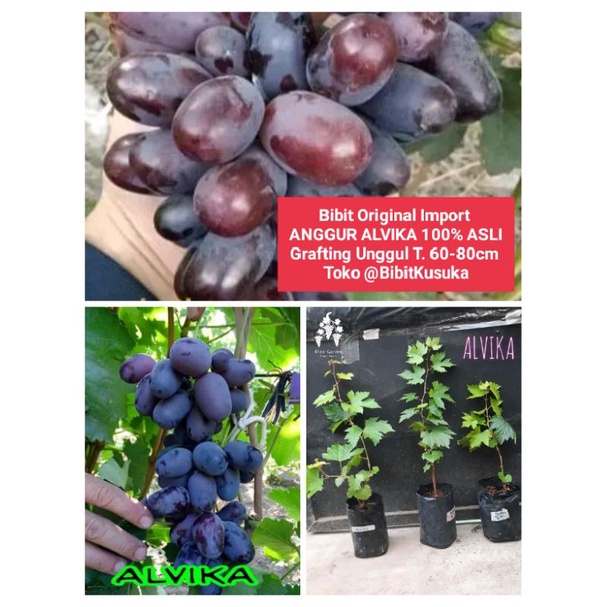 Jual Bibit Original Import ANGGUR ALVIKA Unggul Kualitas No.1 Grafting ...