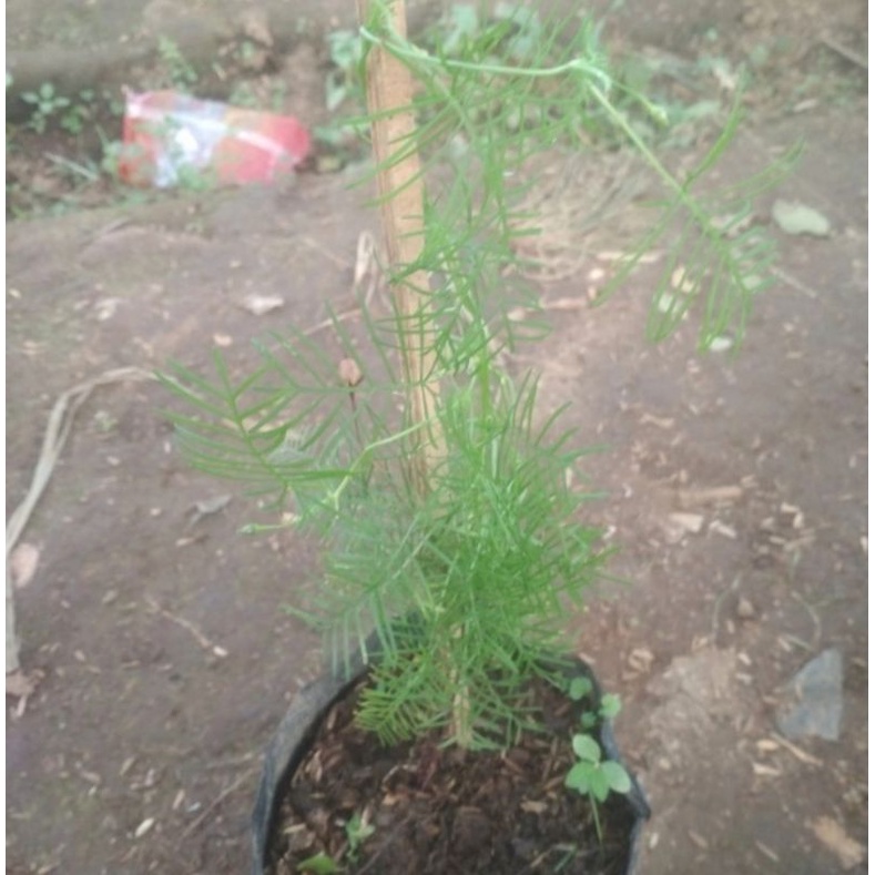 Jual tanaman hias rincik bumi | Shopee Indonesia