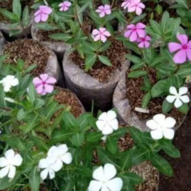 Jual Tanaman bungga tapak darah/bibit tanaman bungga tapak/tanaman hias ...