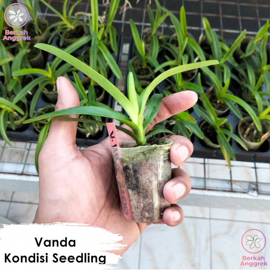 Jual Anggrek Vanda Hybrid Seedling Bunga Besar Semua ada ID nya ...
